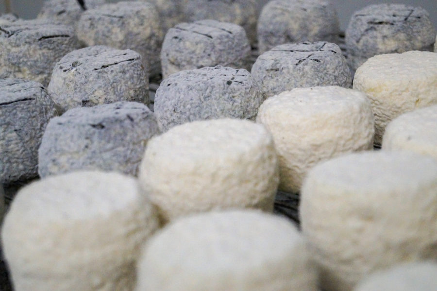 Chèvre du Poitou - L'ÉPICURIUM